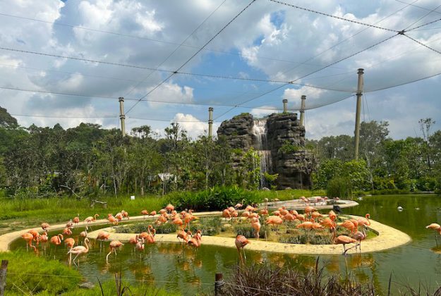 8 Best Things To See & Do At Bird Paradise - Southeast Asia